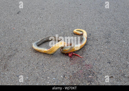 Dead python snake on the road, Arba Minch, Ethiopia, Africa Stock Photo ...