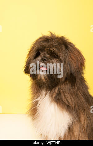 Portrait Laso Apso in frint of yellow background Stock Photo - Alamy