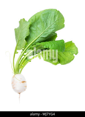 green leaf of Kokabu japanese white salad turnip isolated on white ...