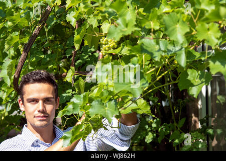 Attractive man tending to his home grown green grapes and vines in his ...