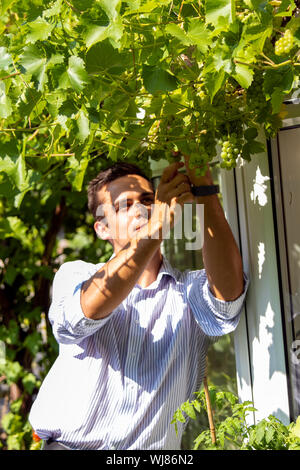 Attractive man tending to his home grown green grapes and vines in his ...