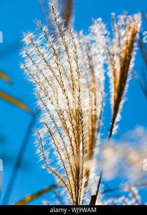 flowering reeds closeup Stock Photo - Alamy