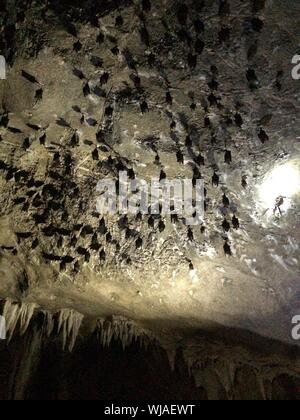 Group of sleeping bats colony in a cave. Caucasus mountains, Georgia ...