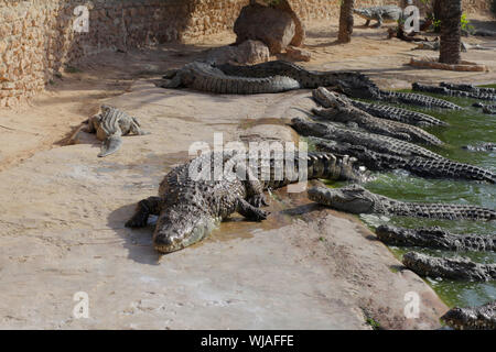 Many crocodiles bask in the sun. Crocodile in the pond. Crocodile farm ...