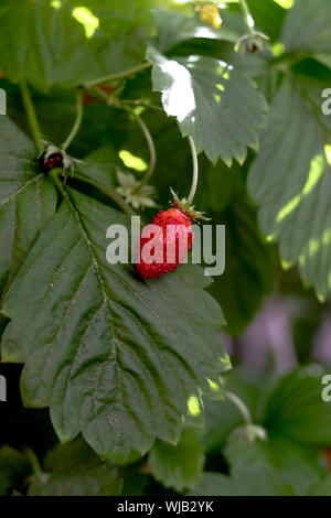 sprig wild berry strawberries in man's hand holds. male fingers holding ...