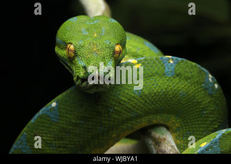 Cute green tree python (Morelia viridis), a species of python native to ...