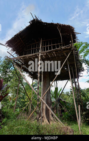 Traditional tree house, Korowai people, West Papua, West New Guinea ...