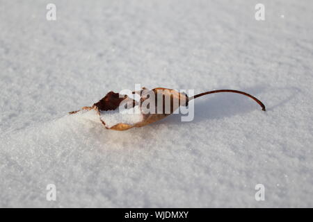 dead leaf on the white snow Stock Photo - Alamy