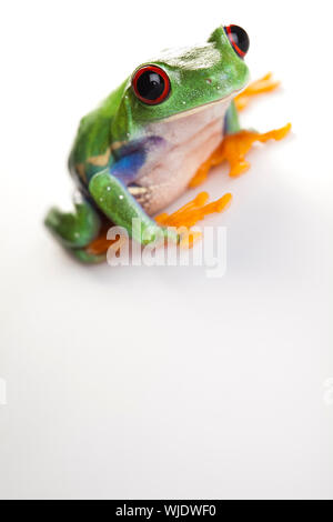 Frog - small animal red eyed Stock Photo - Alamy