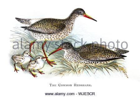 common redshank (Tringa totanus), nest with four eggs in grass, Germany ...