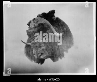 Head of musk ox killed near Ft. Conger - G.W. Rice photo Stock Photo ...