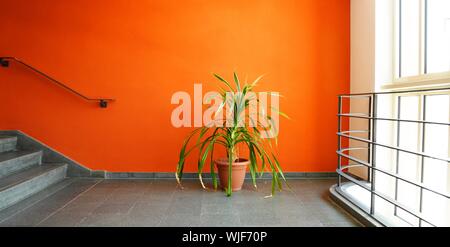 orange wall and pottet plant with copyspace showing real estate concept ...