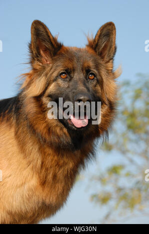 female German Shepherd Stock Photo - Alamy