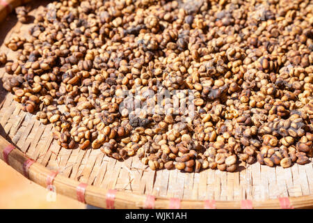Weasel feces with embedded coffee beans Stock Photo - Alamy