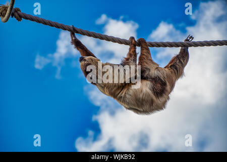 Two-toed sloth is walking along a rope Stock Photo - Alamy