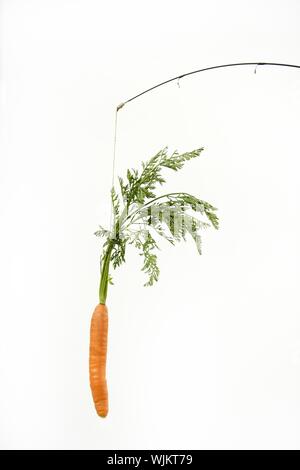 Try to eat the carrot rabbit trap Stock Photo - Alamy
