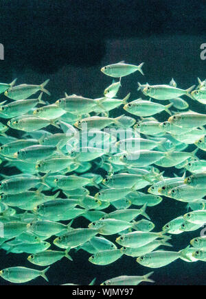 school of akule or bigeye scad, Selar crumenophthalmus, flows over a ...