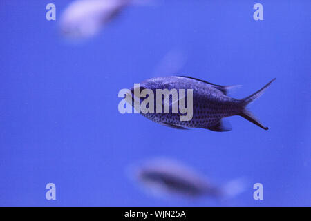 Purple neon damselfish Chrysiptera springeri is also called Allen's ...