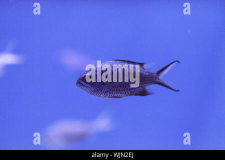 Purple neon damselfish Chrysiptera springeri is also called Allen's ...