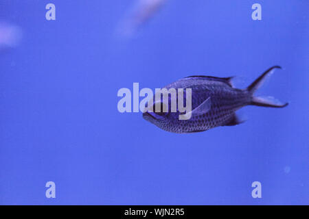 Purple neon damselfish Chrysiptera springeri is also called Allen's ...