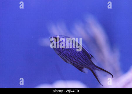 Purple neon damselfish Chrysiptera springeri is also called Allen's ...