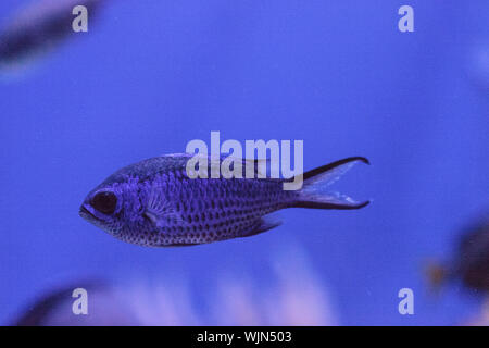 Purple neon damselfish Chrysiptera springeri is also called Allen's ...