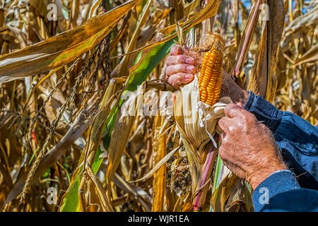 Man Harvesting corn on the cob Mersley farms isle of wight england uk ...