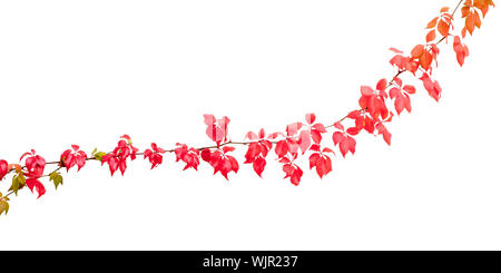 An isolated beautiful autumn red wine leaf Stock Photo - Alamy
