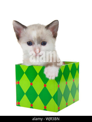 Adorable tiny siamese kitten peaking out of a blue present box next to ...