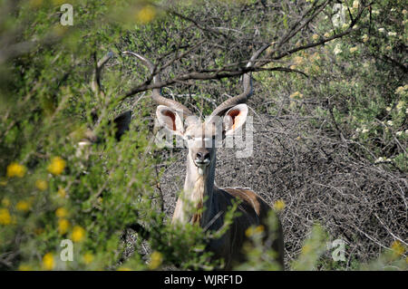 Greater Kudu bull hiding behind trees and shrubs Stock Photo - Alamy