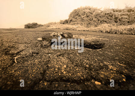 Dead Boa on the road on Aruba Stock Photo - Alamy