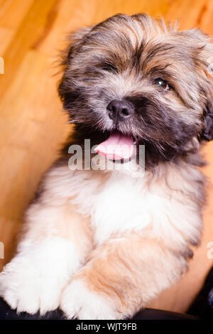 Lhasa Apso is a non-sporting dog breed originating in Tibet. It was ...