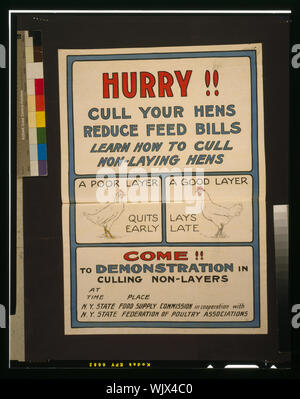 Hurry!! Cull your hens, reduce feed bills LCCN2002695573 Stock Photo ...