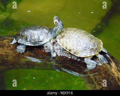 two pond terrapins in water Emydidae Stock Photo - Alamy