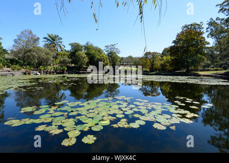 Water Lilies at Mt Coot-Tha Library "Frog Ponds Stock Photo - Alamy
