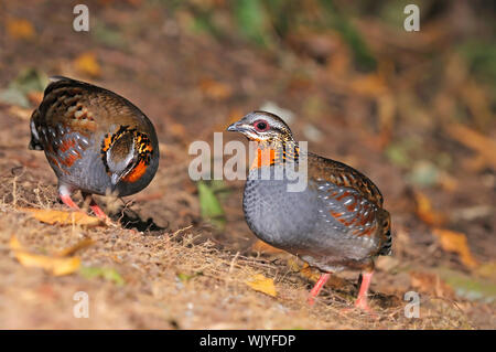 Beautiful Partridge, couple of Rufous-throated Partridge (Arborophila ...