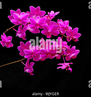 Deep pink Phalaenopsis Hybrid Stock Photo - Alamy
