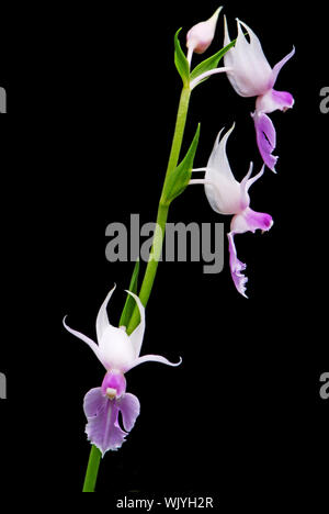 Purple ground orchid, Calanthe reflexa, native specie terrestrial ...