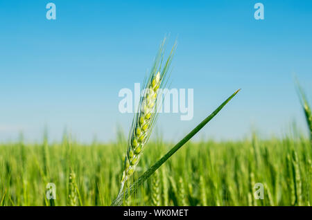 green spica on field. soft focus Stock Photo - Alamy