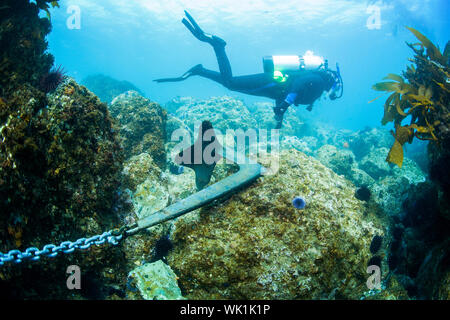 Truth Aquatics SCUBA dive boat the Conception was burned while at sea ...