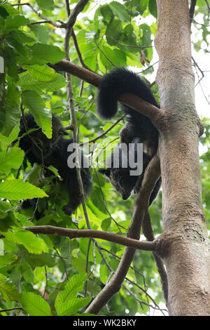 rare and amusing animal of binturong Stock Photo - Alamy