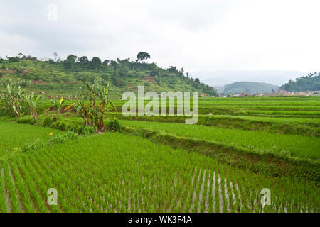 view of paddy field terrace with banana plants and hill in Bandung ...