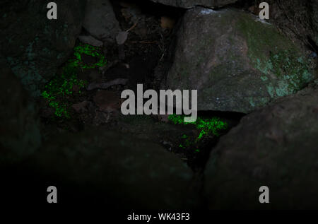 Goblin gold moss glowing in the dark Stock Photo - Alamy