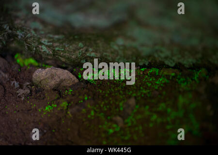 Goblin gold moss glowing in the dark Stock Photo - Alamy