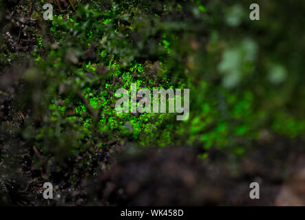 Luminous moss (Schistostega pennata) in a rabbit burrow, UK Stock Photo ...