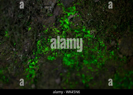 Goblin gold moss glowing in the dark Stock Photo - Alamy