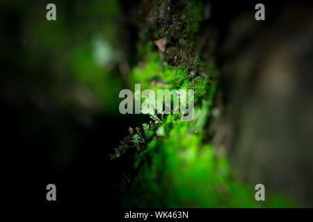 Goblin gold moss glowing in the dark Stock Photo - Alamy