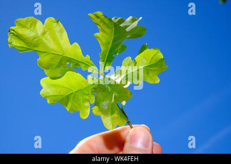 Stiel-Eiche, Stieleiche (Quercus robur. Quercus pedunculata ...