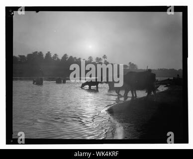 Iraq, cows in moonlight at river, or sunrise or sunset. 1932, Iraq ...