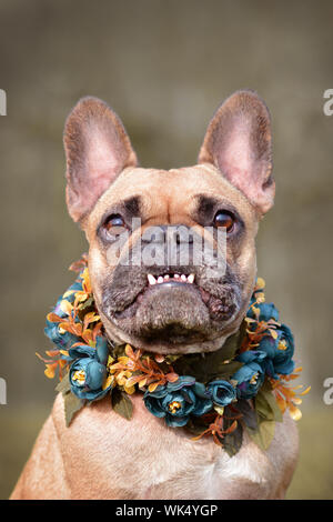 Funny French Bulldog dog with overbite showing teeth looking over ...